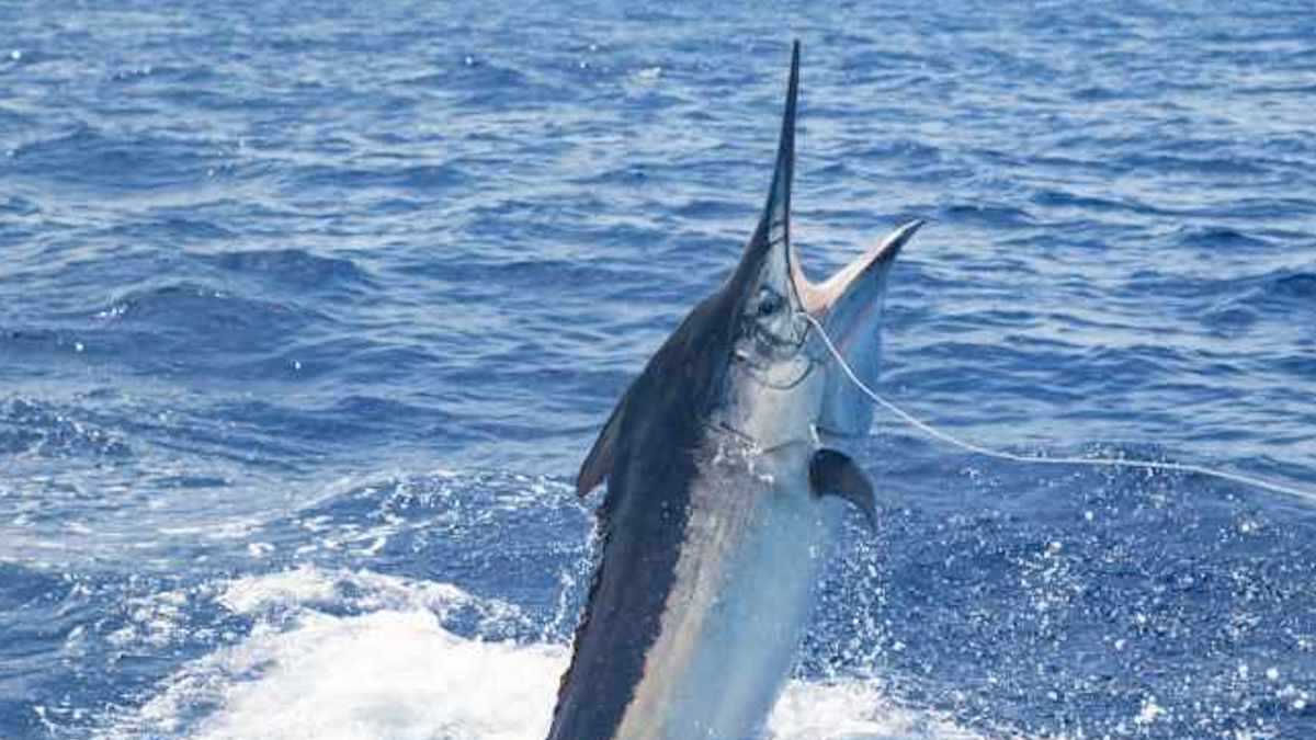 Simak! Ini Fakta Terkait Ikan Marlin dan Kandungan Nutrisi serta ...